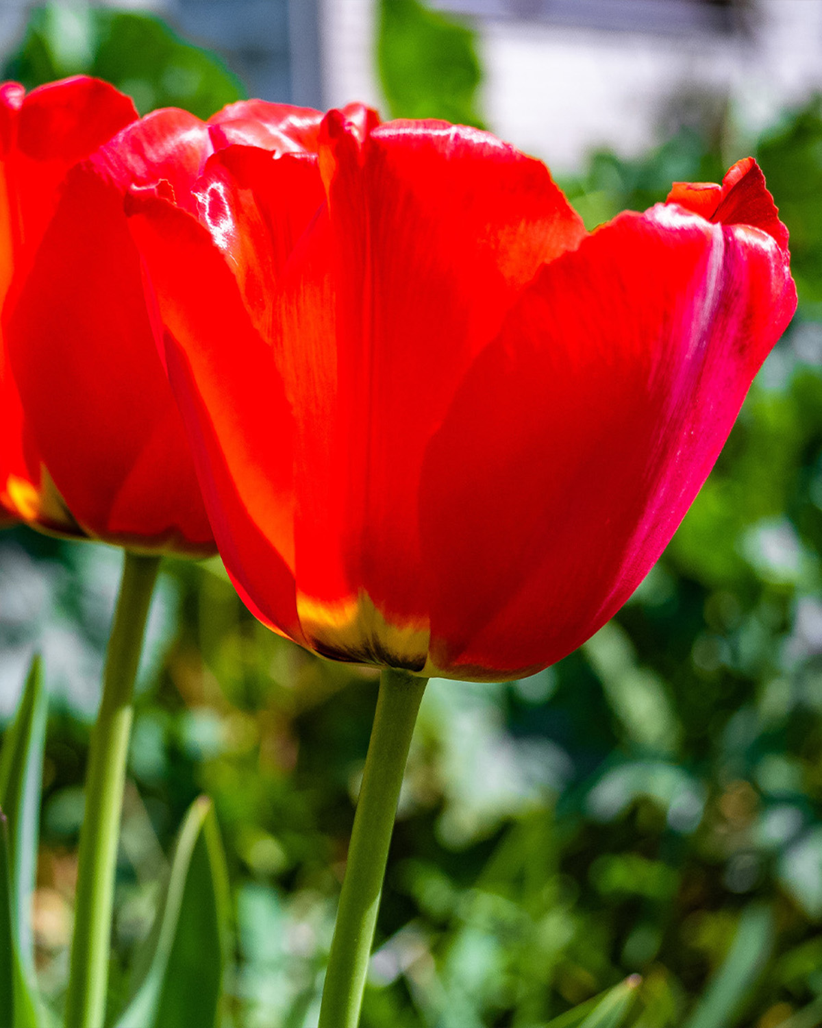 Il campo di tulipani di Blufi - Baglio Saccù